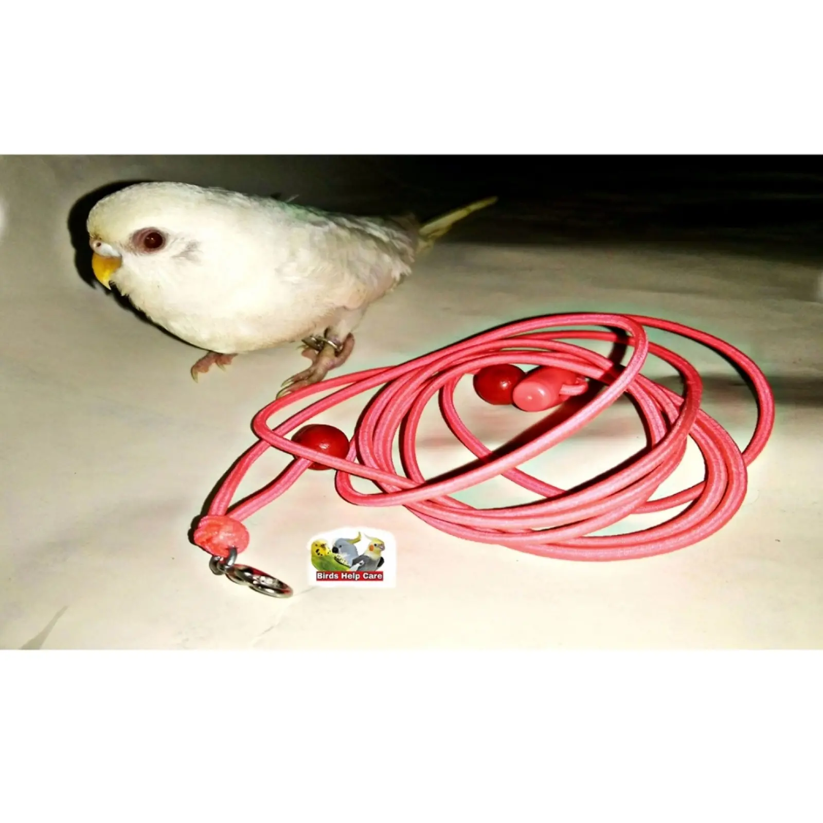 Leg chain for taming birds with long harness
